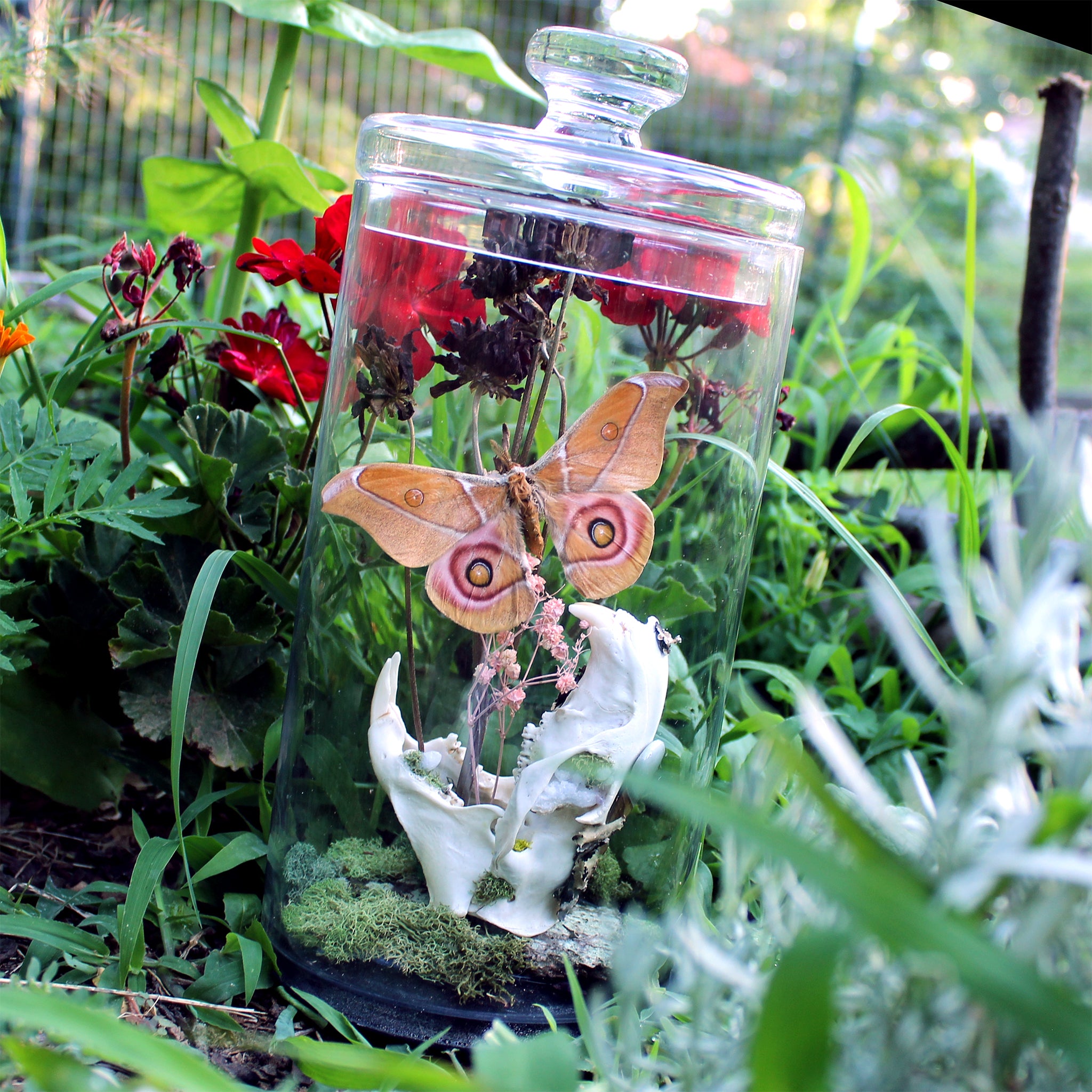 Pinned Insect Display – The Vulture's Bone